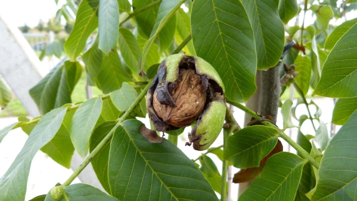 Growing Walnut (Juglans regia): A Complete Guide to Cultivating the ...