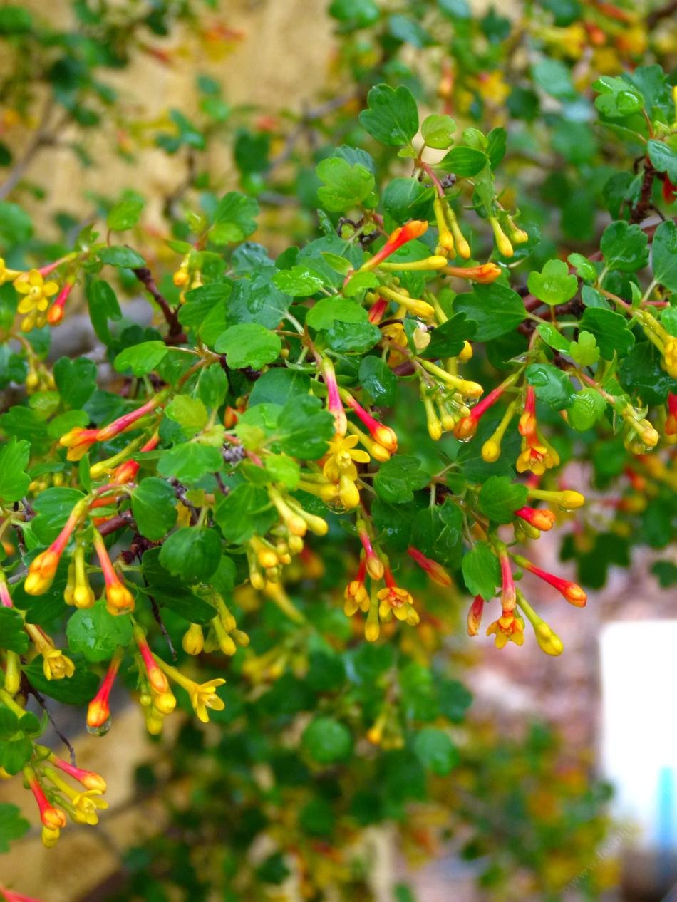 Growing Ribes aureum: The Ultimate Guide to Cultivating Golden Currant