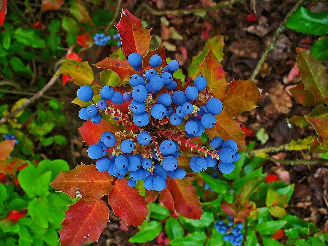 Oregon Grape (Mahonia aquifolium): Complete Guide to Growing ...
