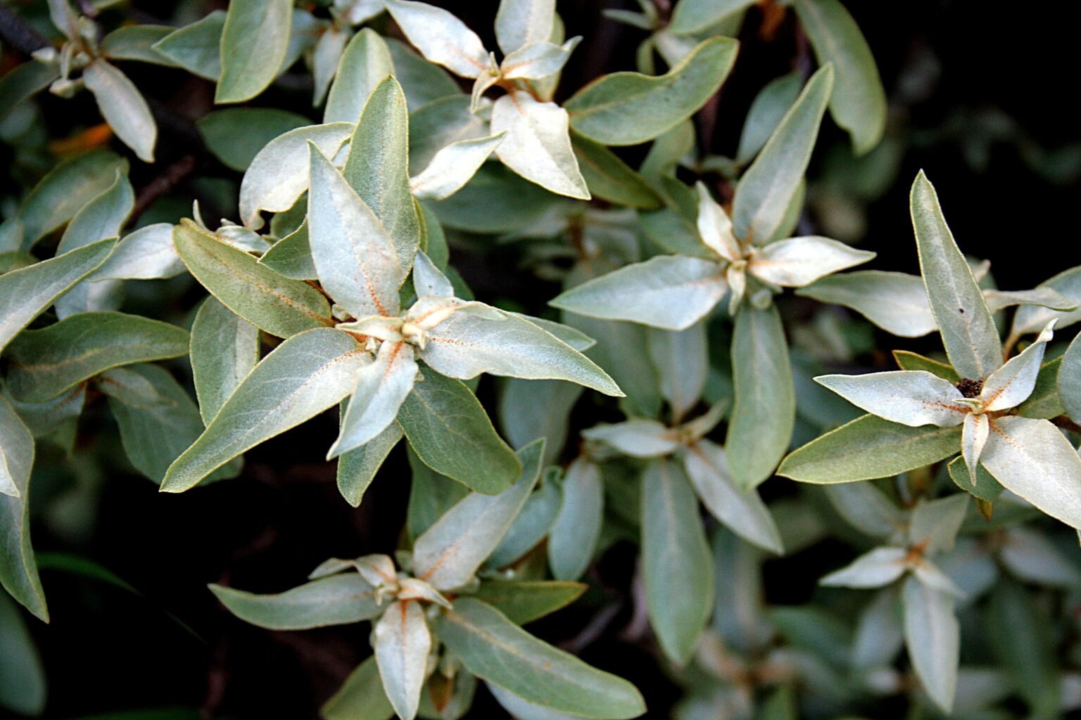 Silverberry (Elaeagnus commutata): Complete Guide to Growing ...